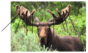 Shiras Moose Field Judging – Flat Tops Wilderness Guides