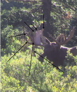 Shiras Moose Field Judging – Flat Tops Wilderness Guides