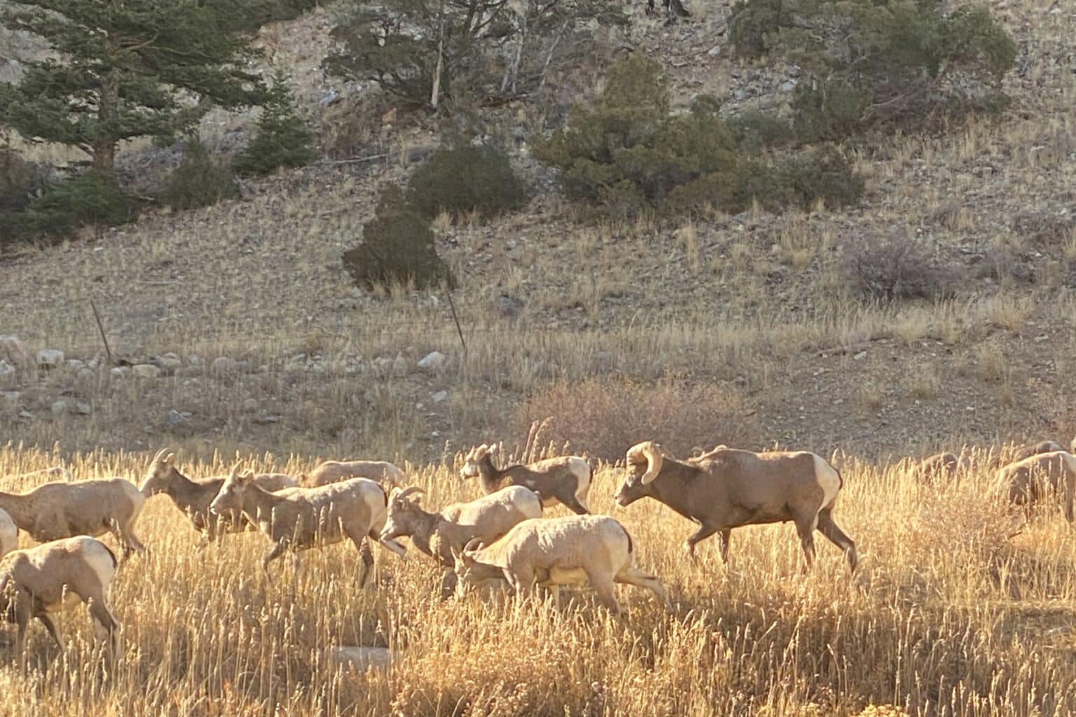 Colorado's Best Sheep, Mountain Goat, and Shiras Moose Units