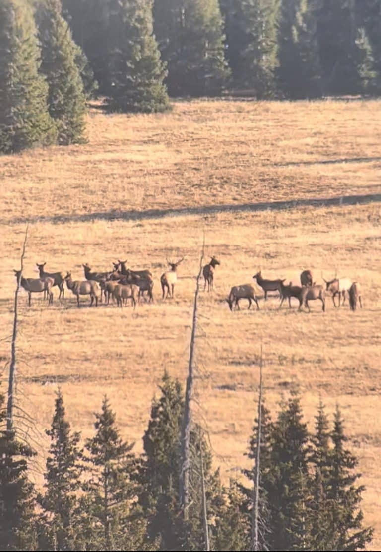 Guide to the 2025 Colorado Big Game Draw: Elk, Mule Deer & Bear. How To ...