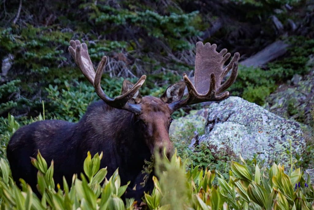 Colorado's Best Sheep, Mountain Goat, and Shiras Moose Units